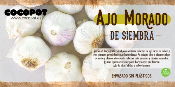 🌱 ¡Cultiva Ajo Morado desde un Diente! Tu Guía Paso a Paso Aquí 🔥🥬