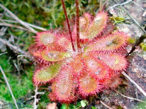 🌱 ¡Descubre Casos de Éxito con Plantas Carnívoras y Luz Solar! ☀️🪴