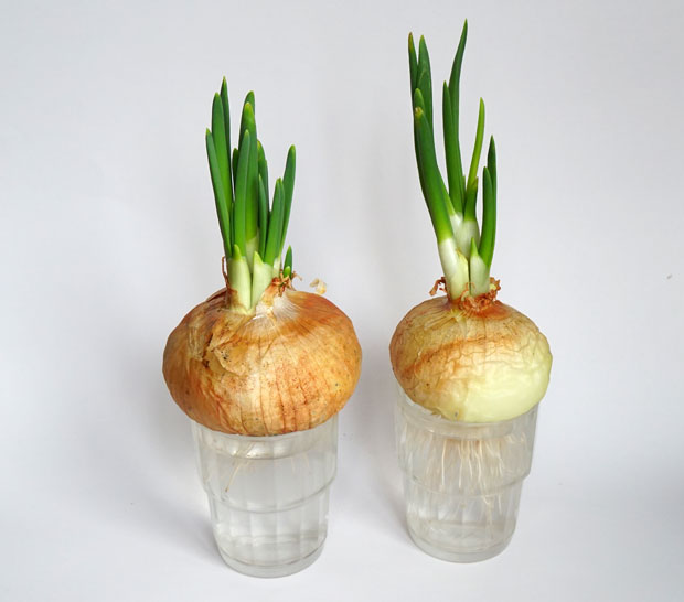 🌱 ¡Descubre cómo cultivar Cebolla en Agua fácilmente! 🚿🥗