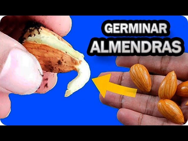 🌱 ¡Descubre cómo las almendras germinadas transforman tu piel! 💖