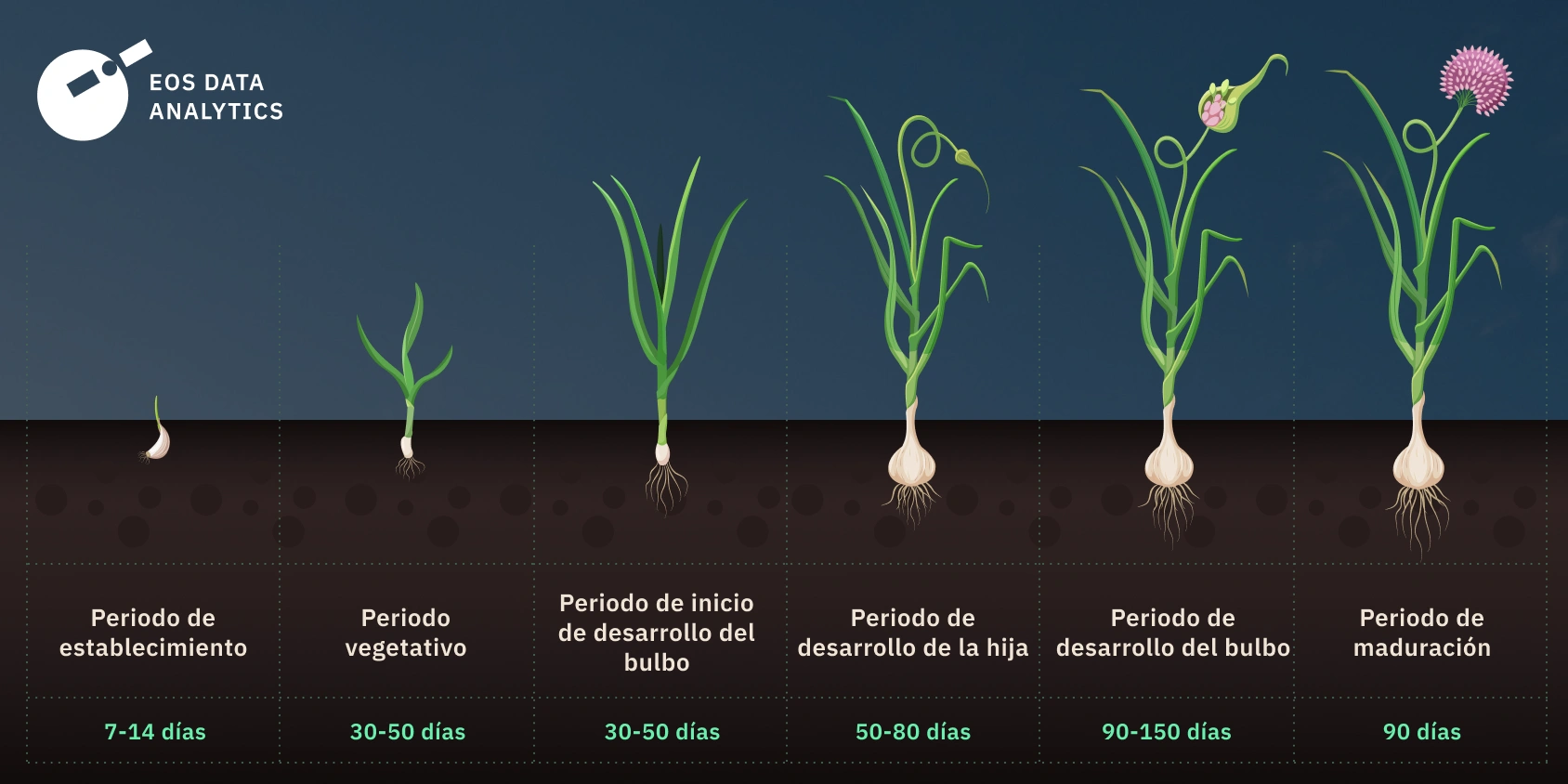 🌱 ¡Descubre el Ciclo de Vida del Ajo! Siembra, Crecimiento y Cosecha 🌿🥗