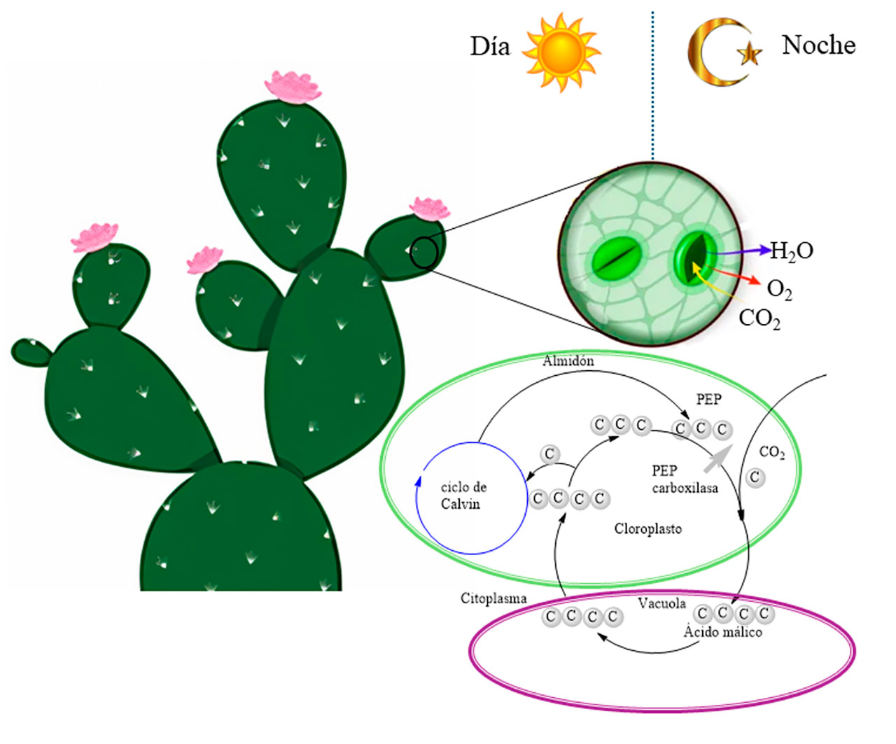 🌱 ¡Descubre el Ciclo de Vida del Nopal: Semilla, Flor y Más! 🌵💚