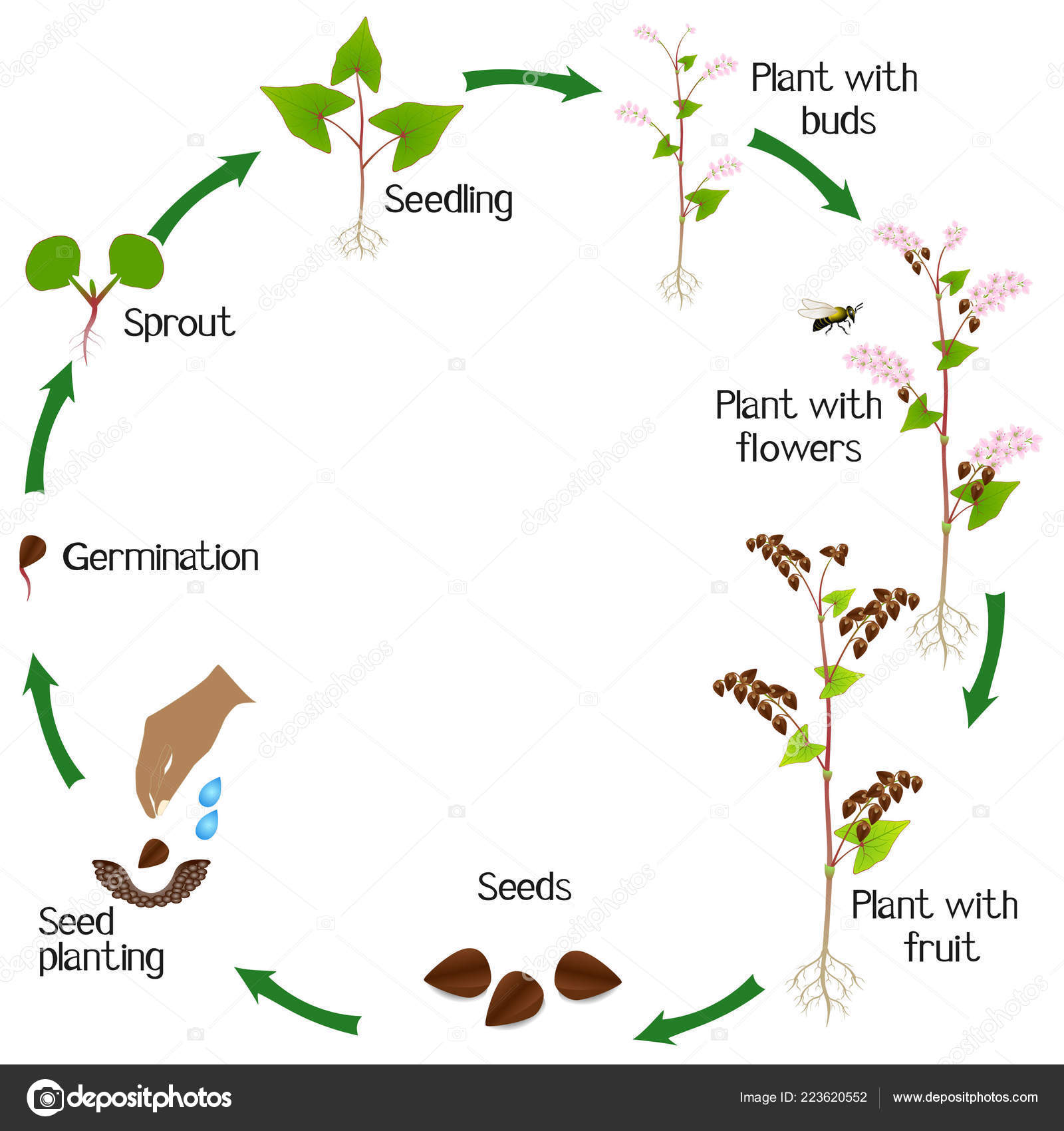 🌱 Descubre el Ciclo de Vida del Trigo Sarraceno y sus Necesidades ...