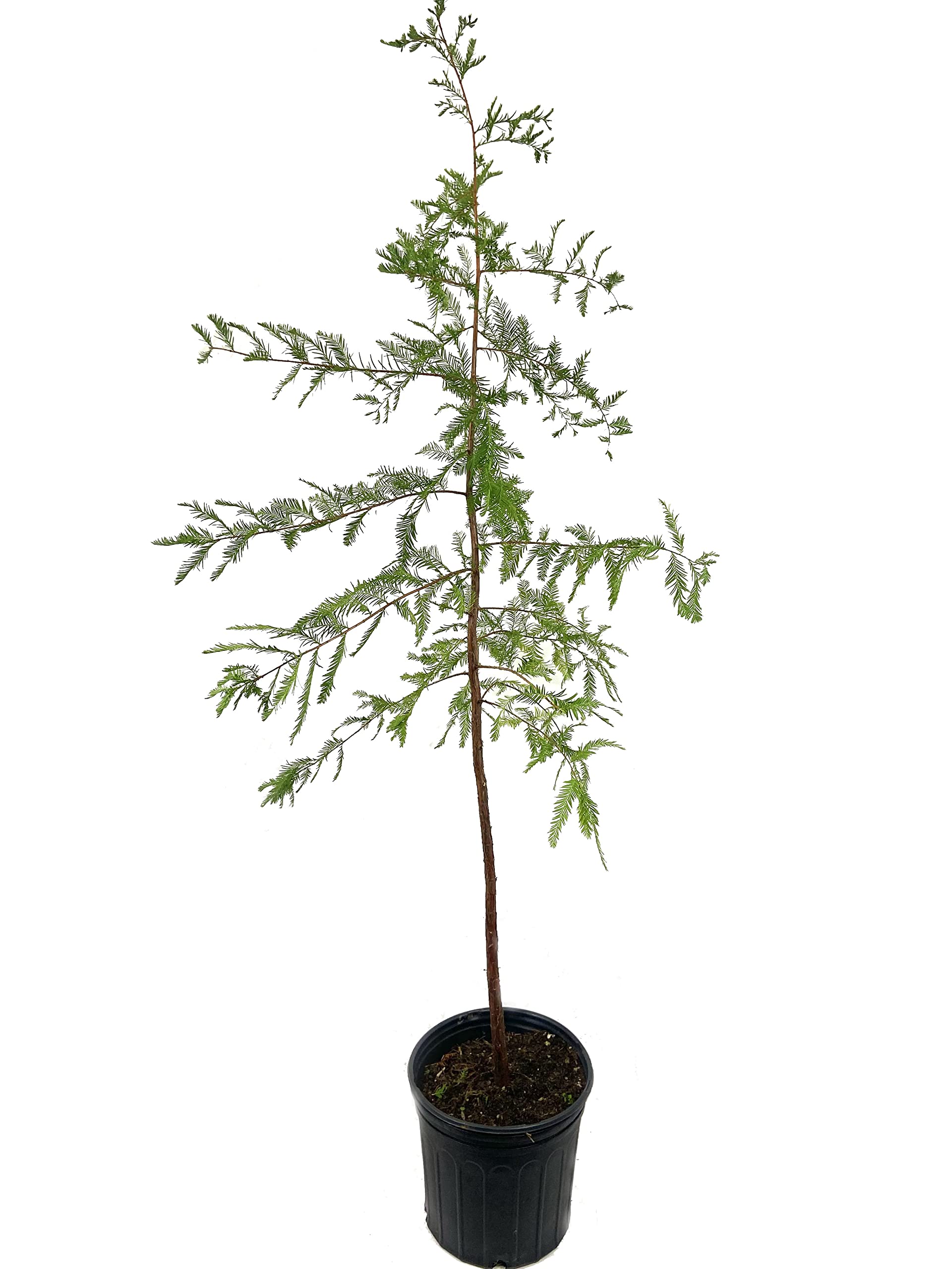 🌱 ¡Descubre el Ciprés Calvo Ideal para Suelos Arenosos! 🌿🌏