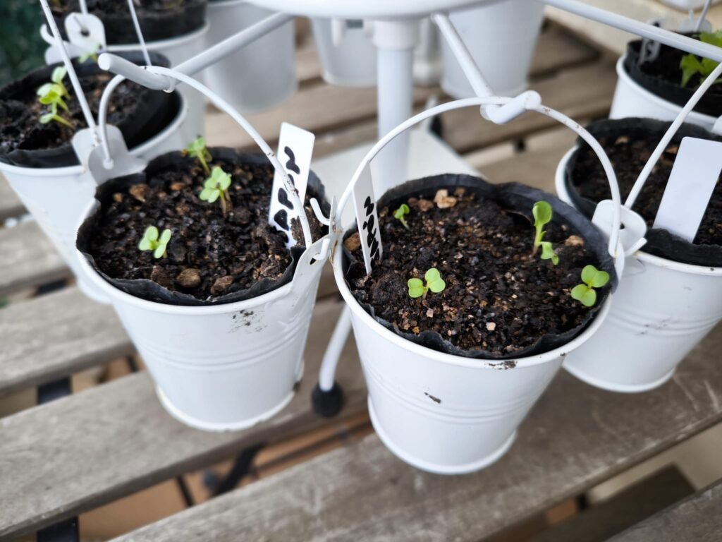 🌱 ¡Descubre el Clima Ideal para un Semillero Perfecto! 🌞🌿