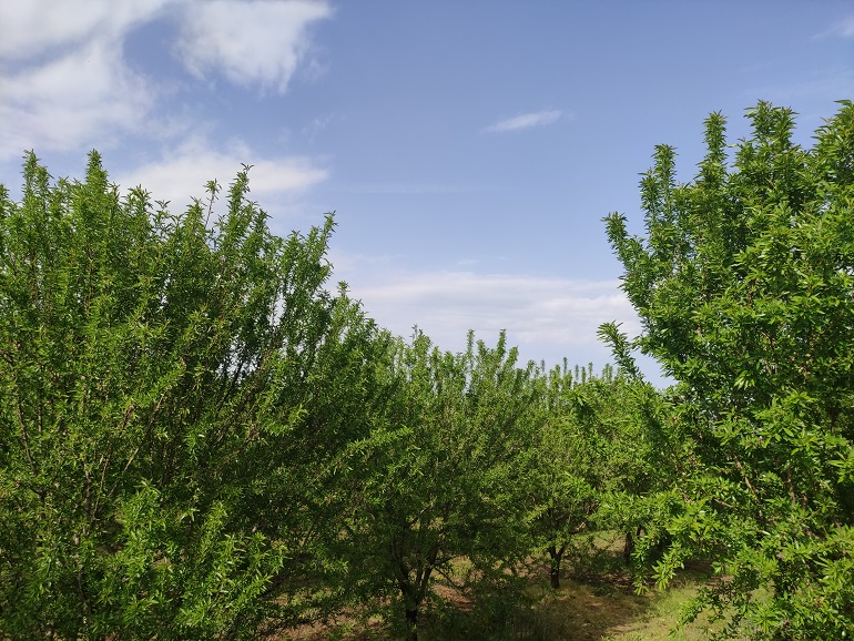 🌱 ¡Descubre el Clima Perfecto para Cultivar Almendras y Triunfa! 🌳💚