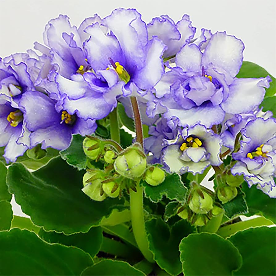 🌱 ¡Descubre el Clima Perfecto para Sembrar Semillas de Violeta Africana! 💜