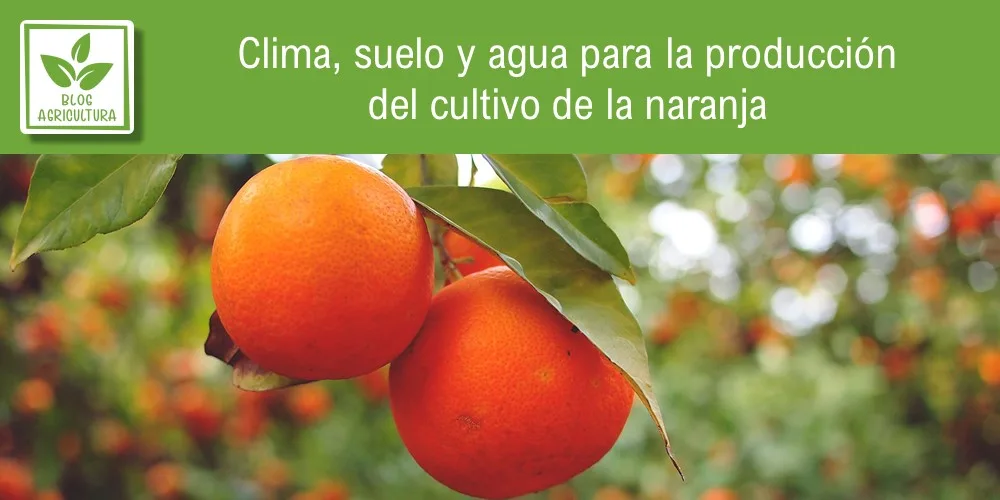🌱 ¡Descubre el Secreto de la Aireación del Suelo para Naranjas! 🍊🌾