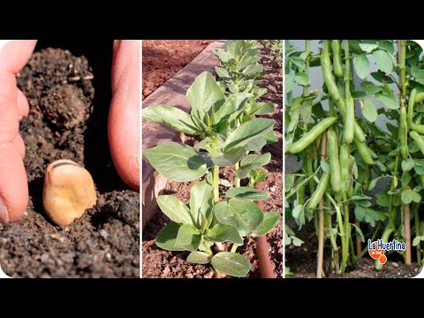 🌱 ¡Descubre la Mejor Cobertura del Suelo para Habas y Aumenta tu Cosecha! 🍃