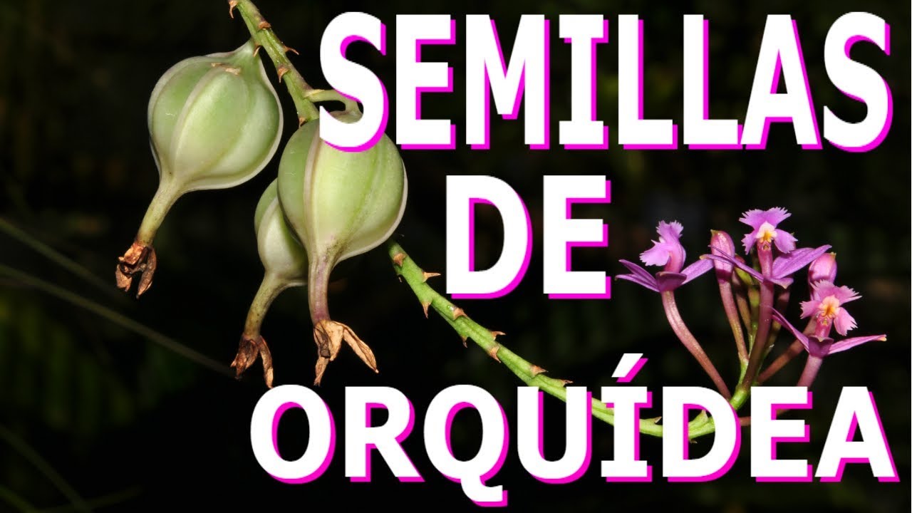 🌱 ¡Descubre las Claves de la Dispersión de Semillas de Orquídeas! 🌼🍃