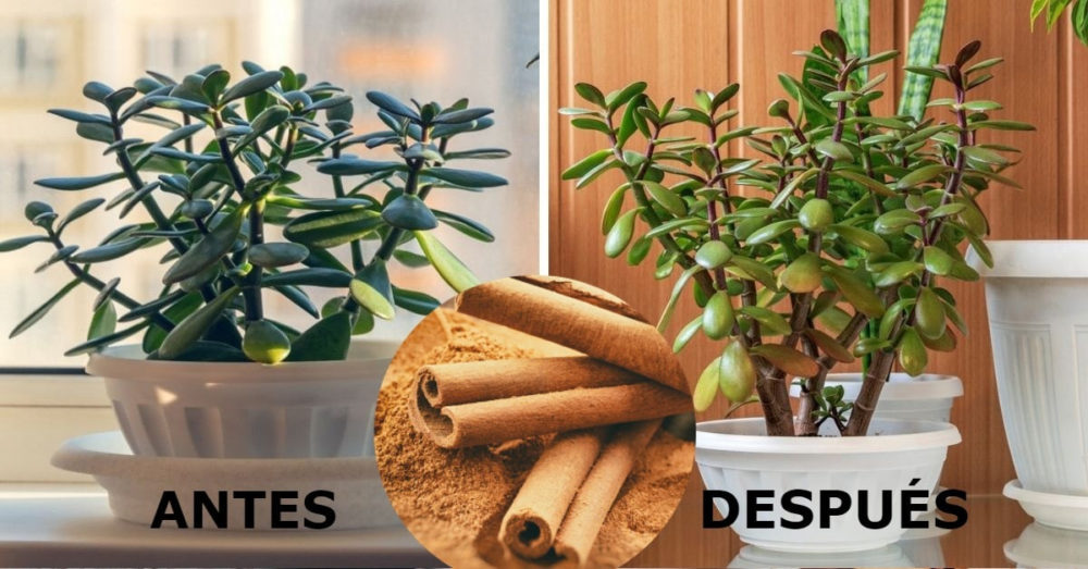 🌱 ¡Descubre las Mejores Alternativas a la Canela para tus Plantas! 🌿💚
