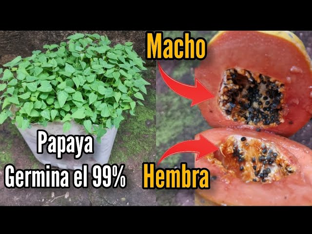 🌱 ¡Increíbles Casos de Éxito en Germinación de Papaya! 🌟🚀