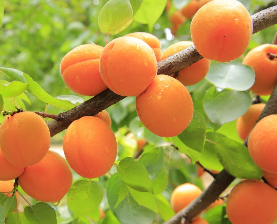 🌱🍑 ¡Domina el manejo de albaricoqueros en frío! Agua y nutrientes ️🔍