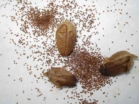 🌱🔒 ¡Descubre el secreto del almacenamiento seguro de semillas de tabaco ...