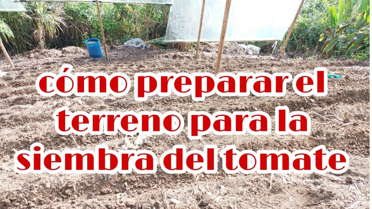 🌱🔥 ¡Descubre Cómo Calentar el Suelo para Sembrar Tomate Perfecto! 🍅