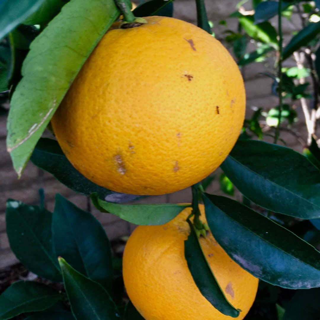 🌱🔧 ¡Descubre las Causas Comunes de Problemas de Riego en Naranjos! 🍊💦