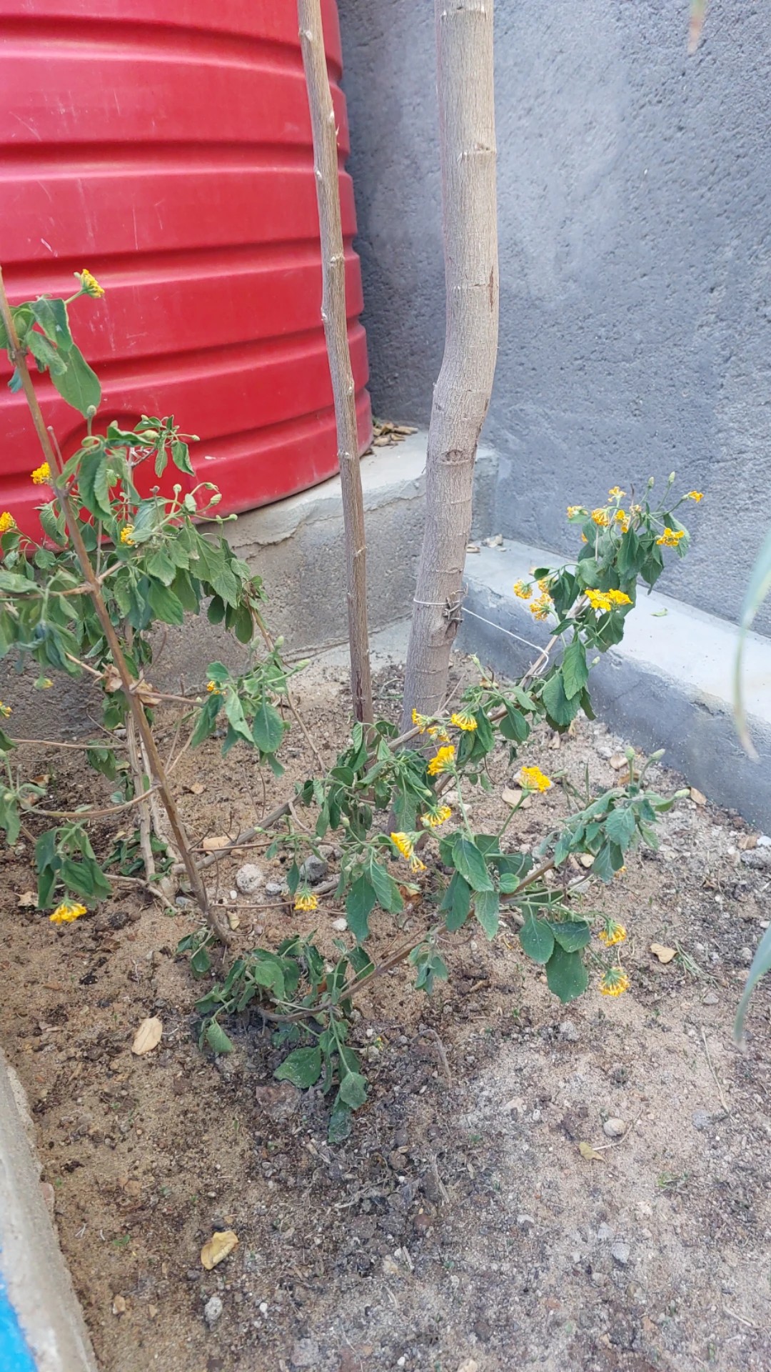 🌱🚨 ¡Descubre las Sorprendentes Causas de Marchitez en Lantanas! 🌼