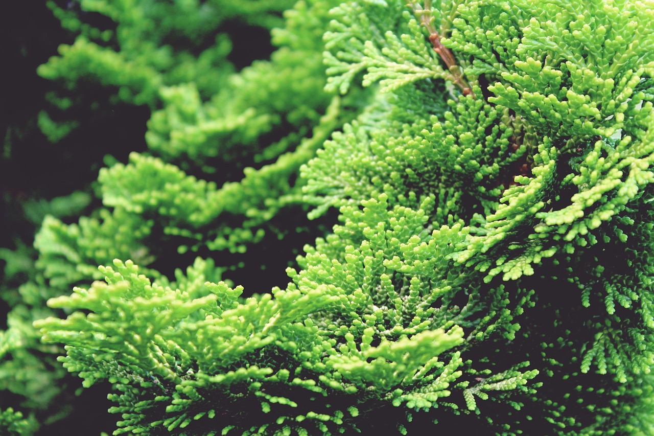🌲 ¡Descubre cómo el Ciprés prospera en luz filtrada! 🌿