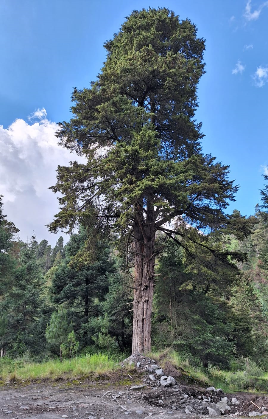 🌲 ¡Descubre el Cedro Blanco! Su Impacto en el Ecosistema y Biodiversidad 🌍🌿