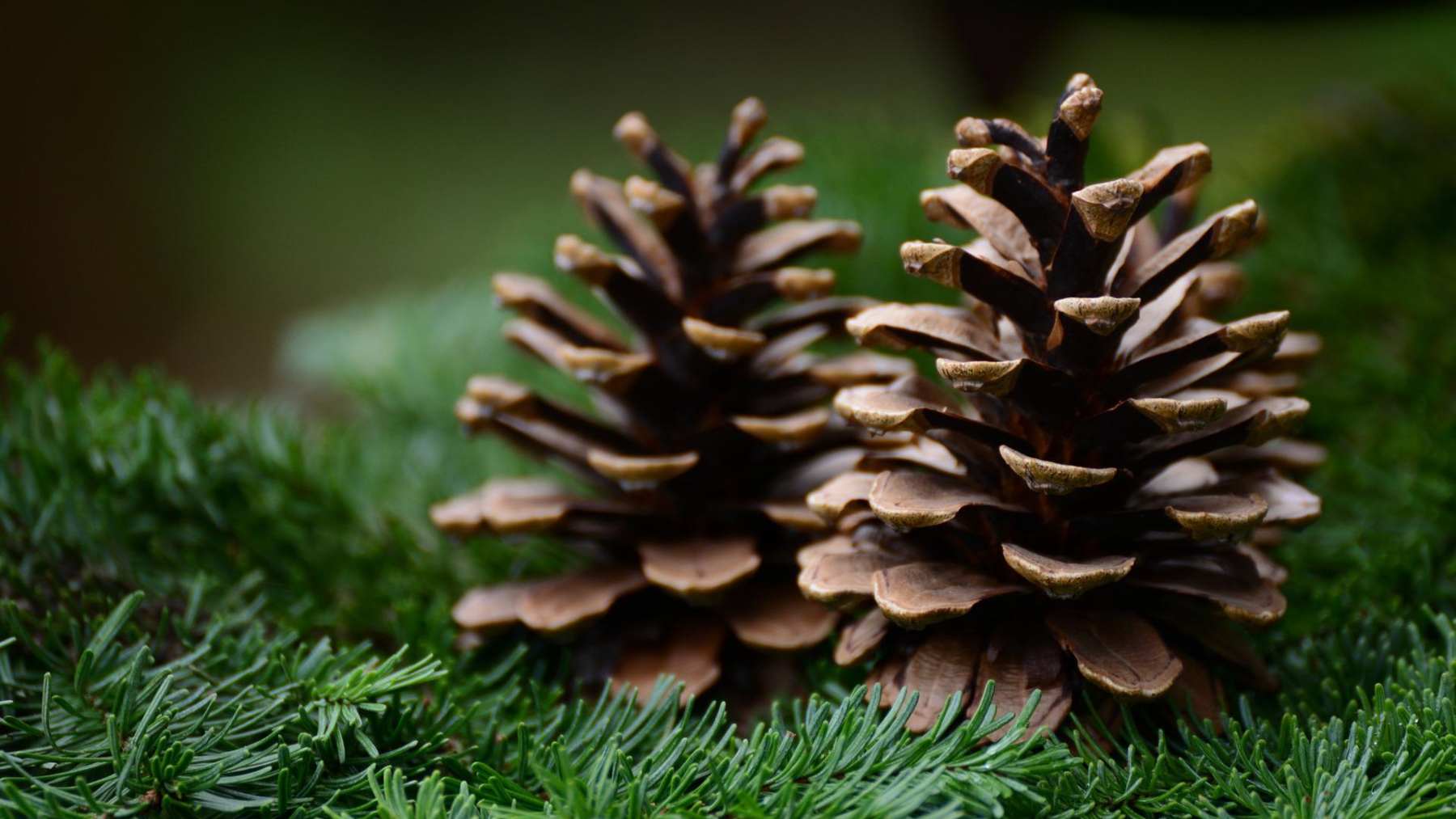 🌲 ¡Descubre la Ciencia Detrás de la Caída de Piñas de los Pinos! 🍍🔍