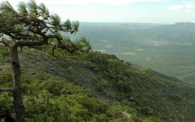 🌲 Descubre las Sorprendentes Características Botánicas del Ocote 🌳🔥