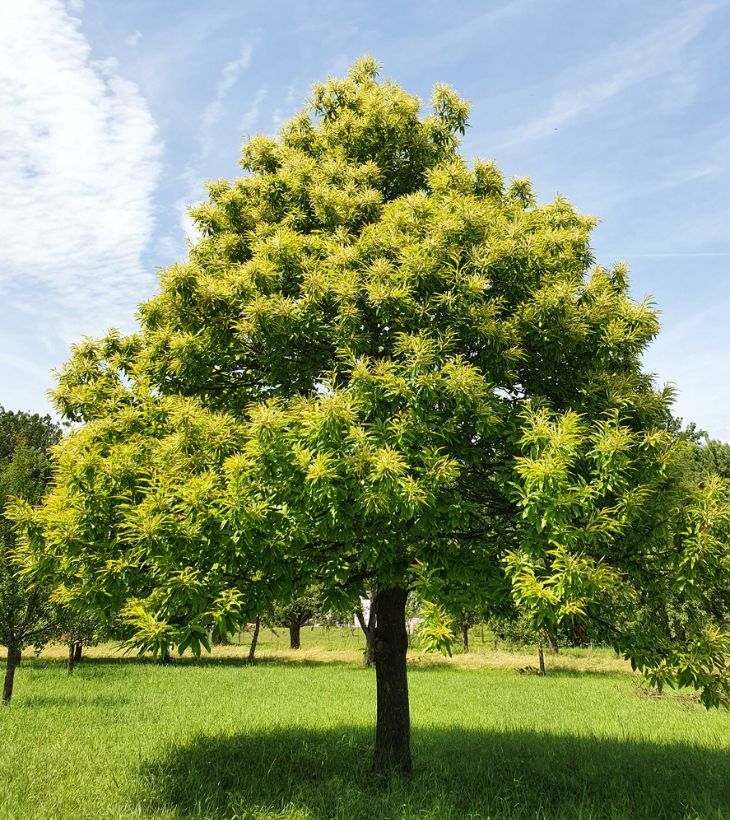 🌳 ¡Castaños 101! Descubre Tiempos de Crecimiento y Cuidados Esenciales 🌟