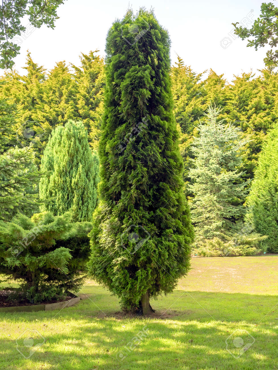 🌳 Cedro Blanco: ¡Transforma Tu Jardín con Esta Gran Inversión! 💰
