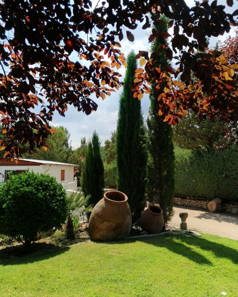 🌳 Cedros en Jardines Pequeños: ¡Elige el Suelo y Especies Perfectas! 🌿