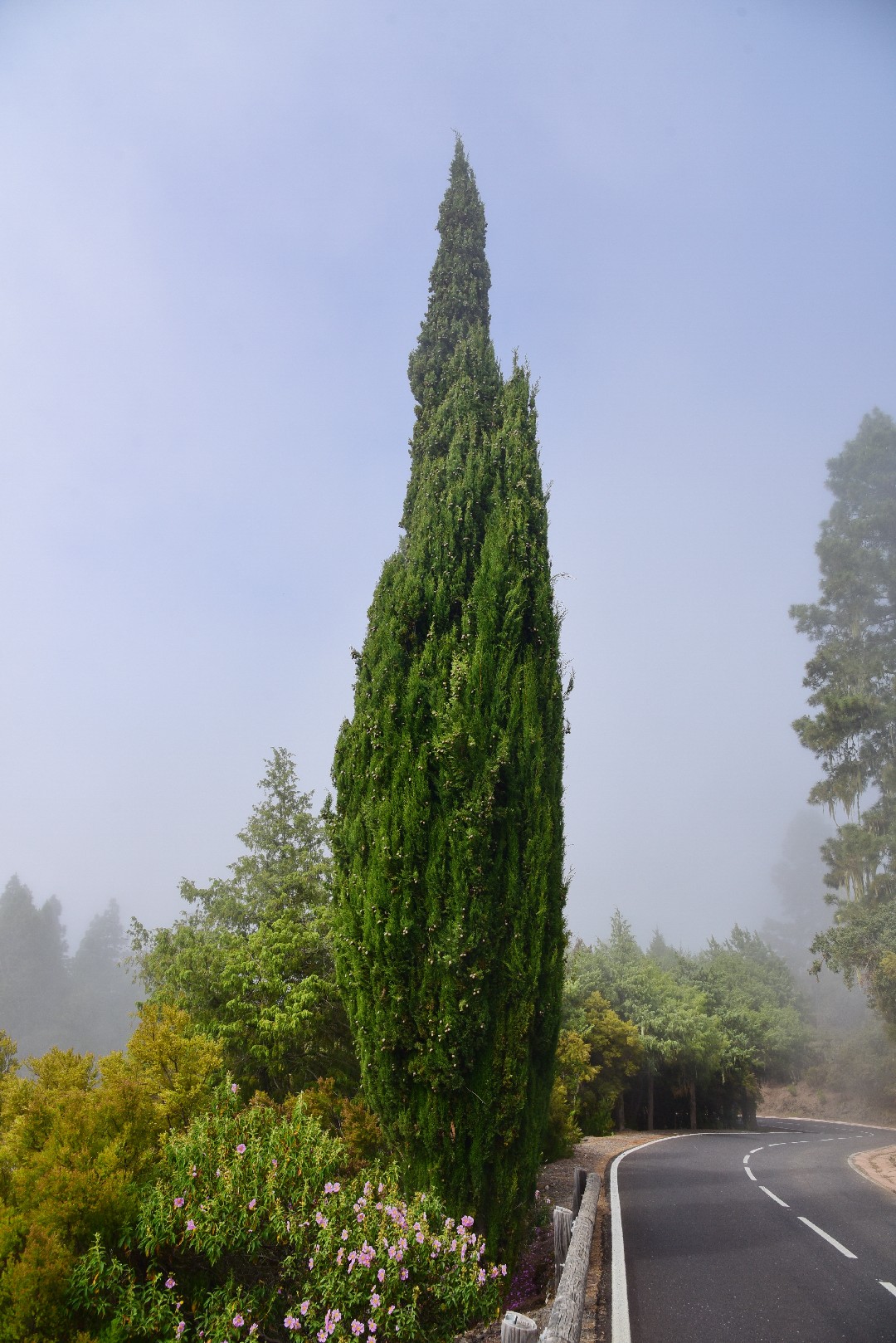 🌳 ¡Descubre! Ciprés: ¿Cuánto tiempo hasta la 1ª poda? 🕒