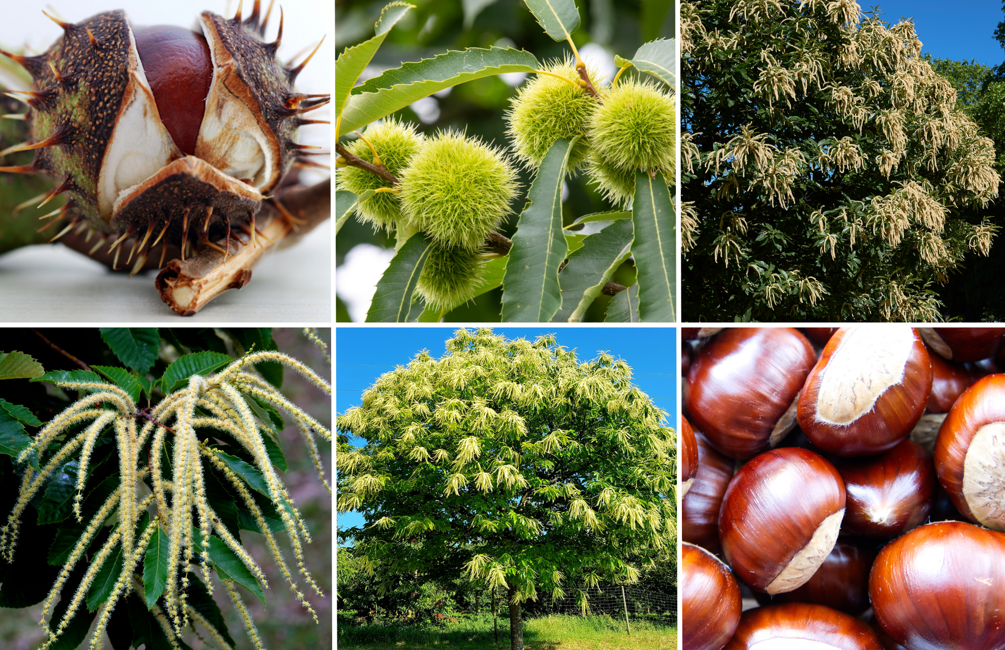 🌳 ¡Descubre el Castaño de Crecimiento Lento! 🕑 Cuidados y Sorprendentes ...
