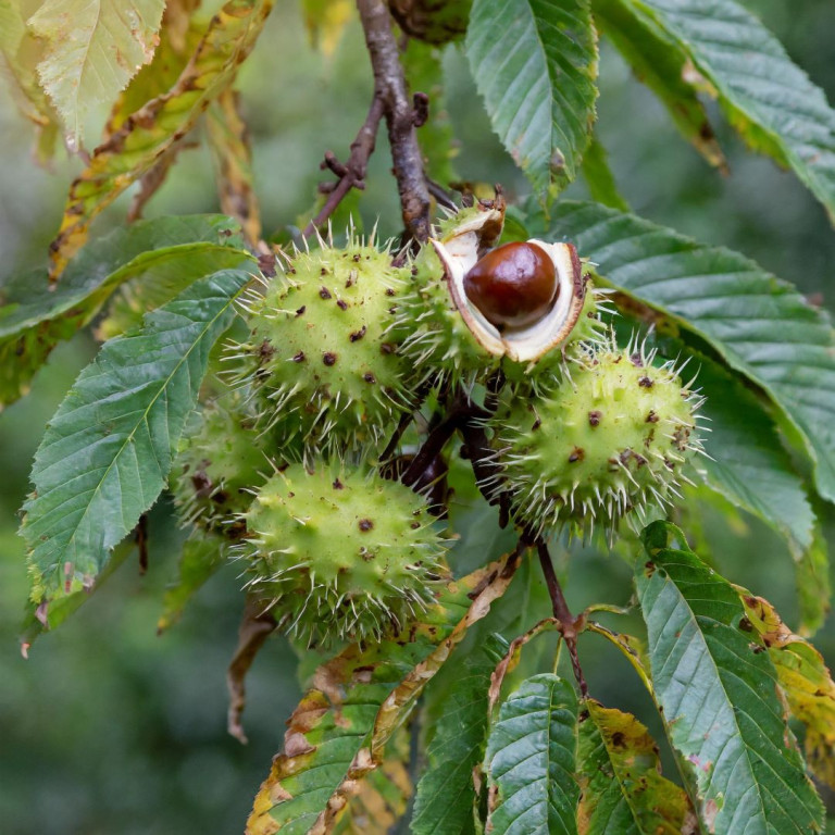 🌳 Descubre el Castaño de Indias en Parques: ¡Un Tesoro Natural! 🍂