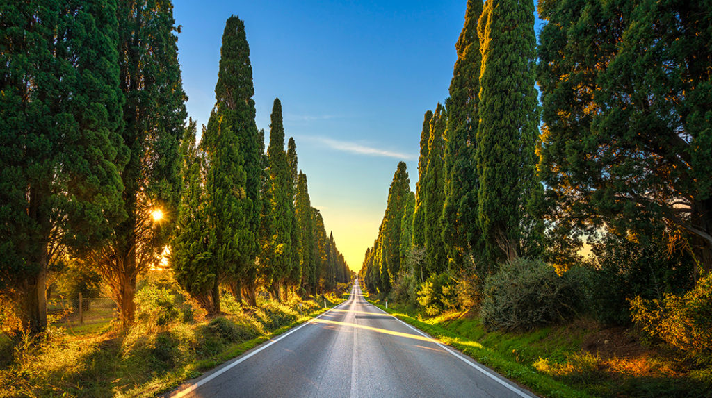 🌳 ¡Descubre el Ciprés Perfecto! Ubicación Ideal para Tu Paisaje 🌿