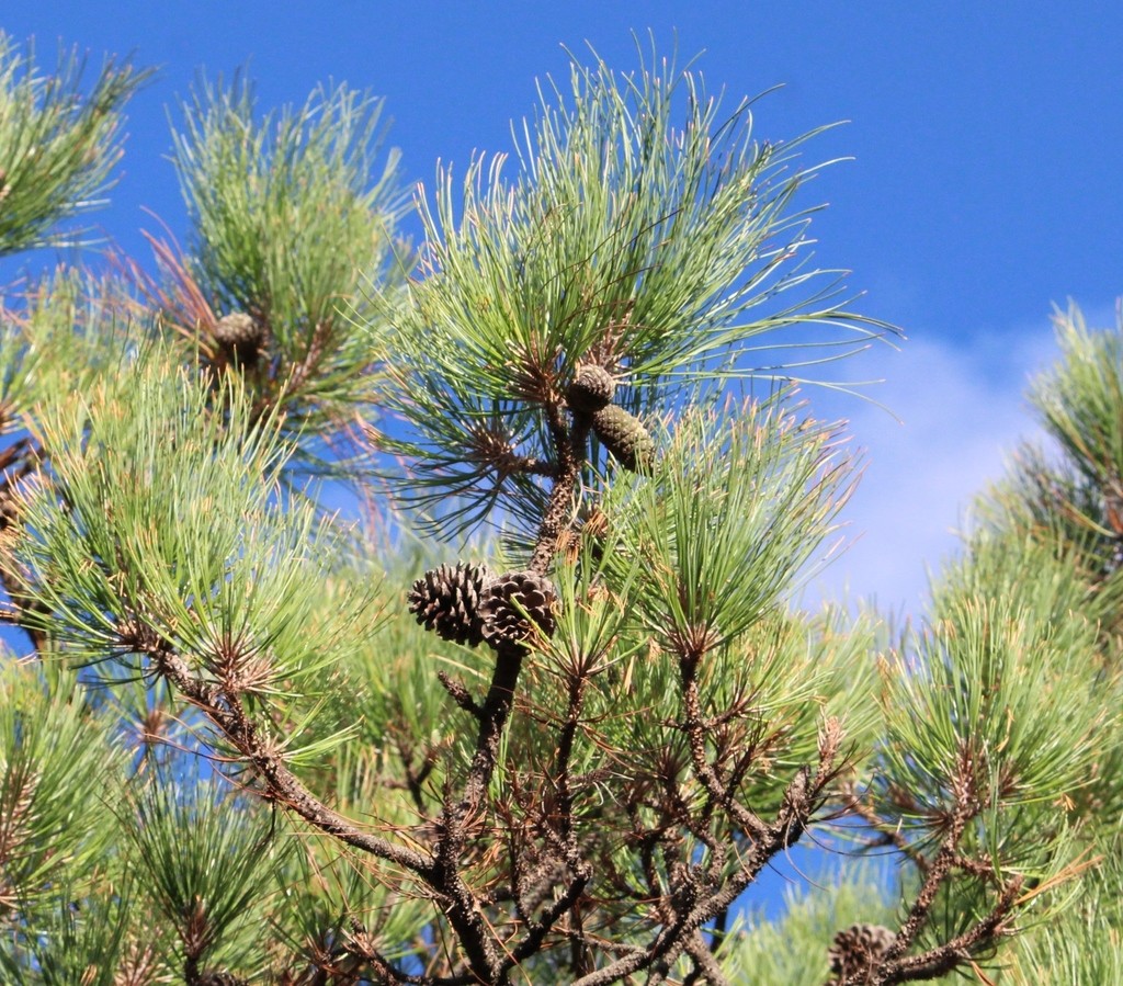 🌳 ¡Descubre el Clima Ideal para Cultivar el Árbol de Ocote! ☀️