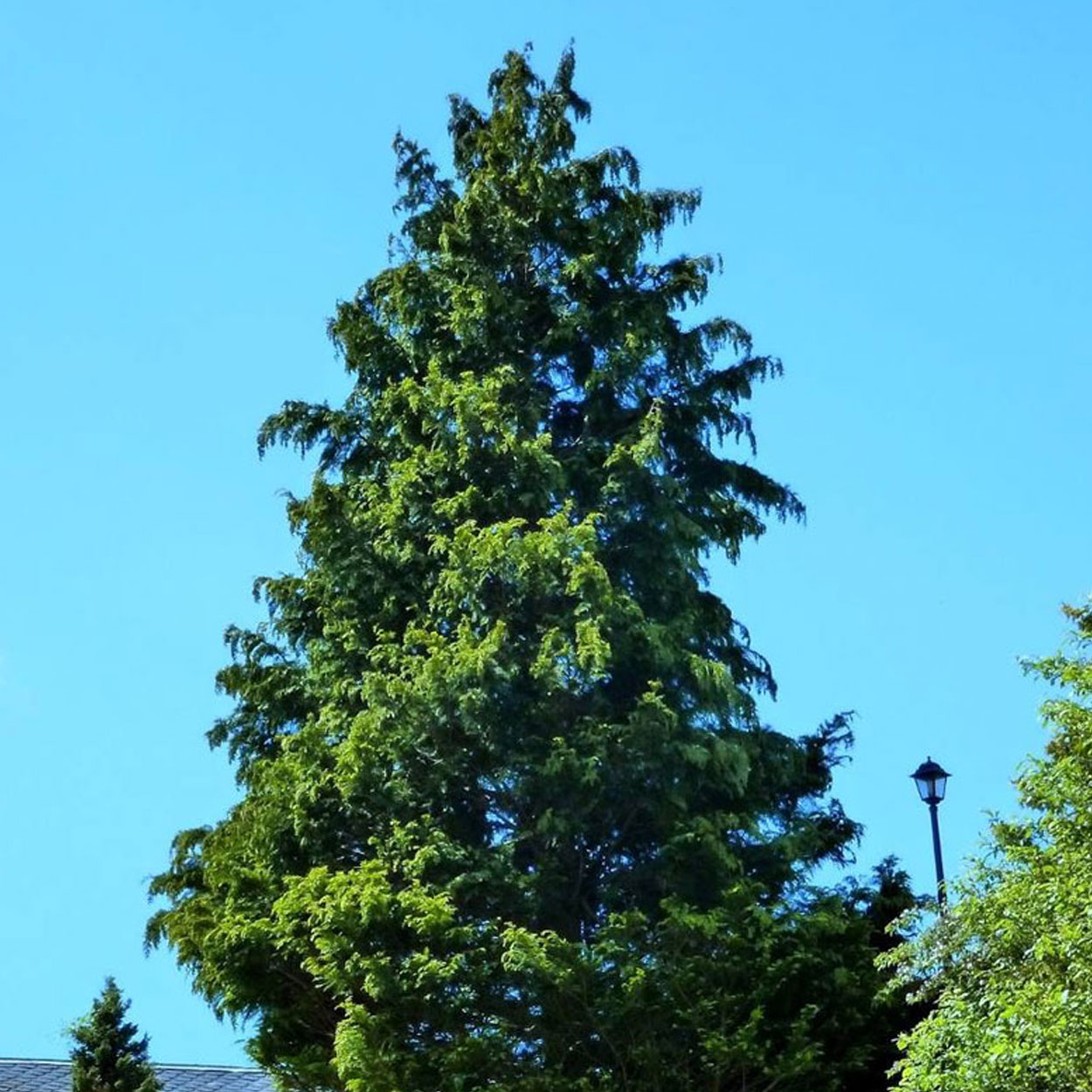 🌳 ¡Descubre la Sorprendente Adaptación del Cedro Blanco a Cualquier ...