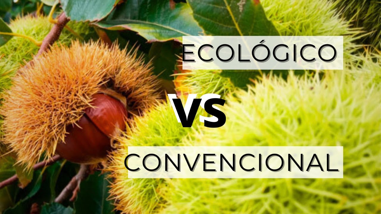 🌳 ¡Descubre las Mejores Alternativas a la Propagación de Castaños! 🌟 ...
