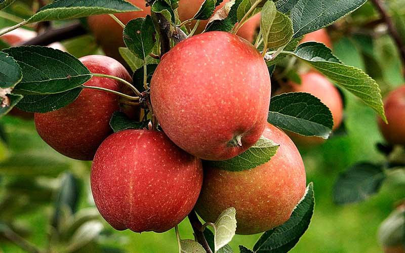 🌳 ¡Descubre las Sorprendentes Características del Manzano en Su Primer ...
