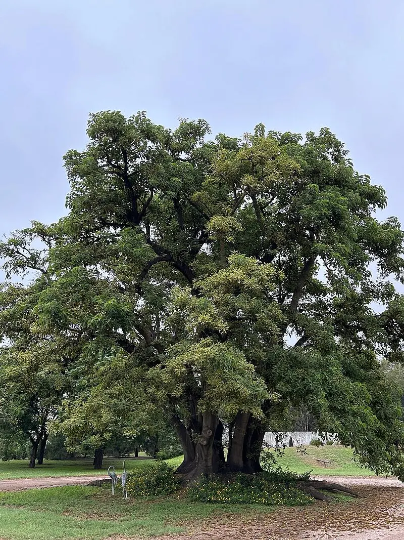 🌳 ¡Descubre las Sorprendentes Características del Ombú! Guía Completa 🌟