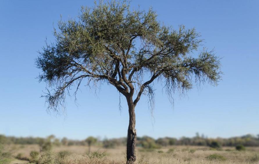🌳 ¡Descubre las Sorprendentes Características del Quebracho! 🔥