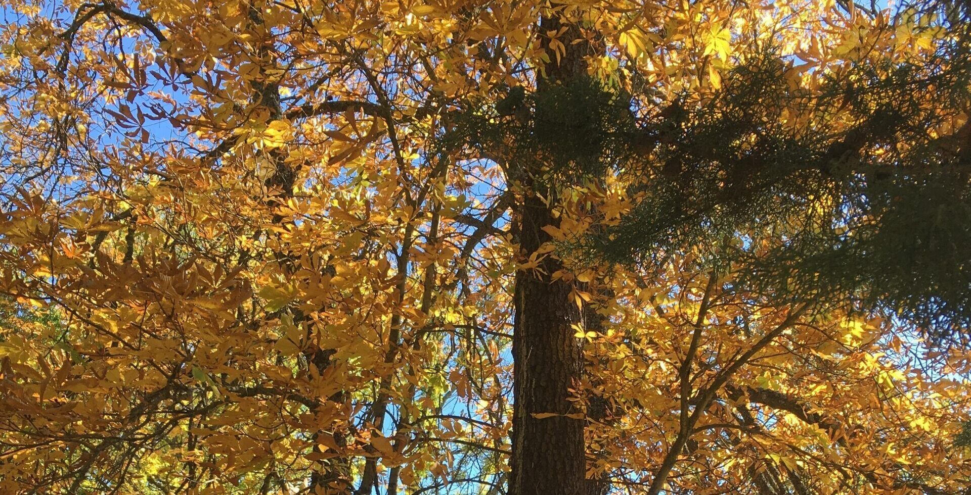 🌳 ¡Descubre los Castaños! 🌳 Todo sobre estos árboles de hoja caduca 🍂