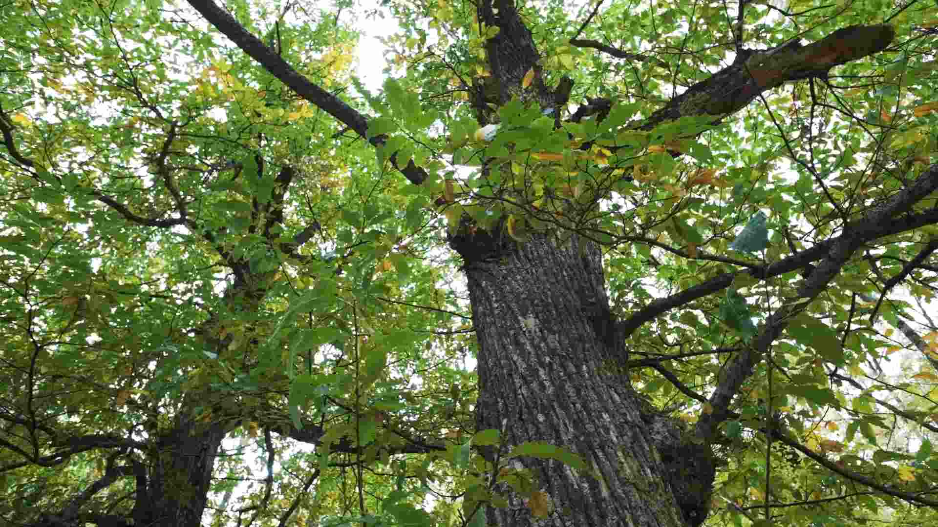 🌳 ¡Descubre los Castaños Famosos por su Antigüedad y Su Historia! 🍂