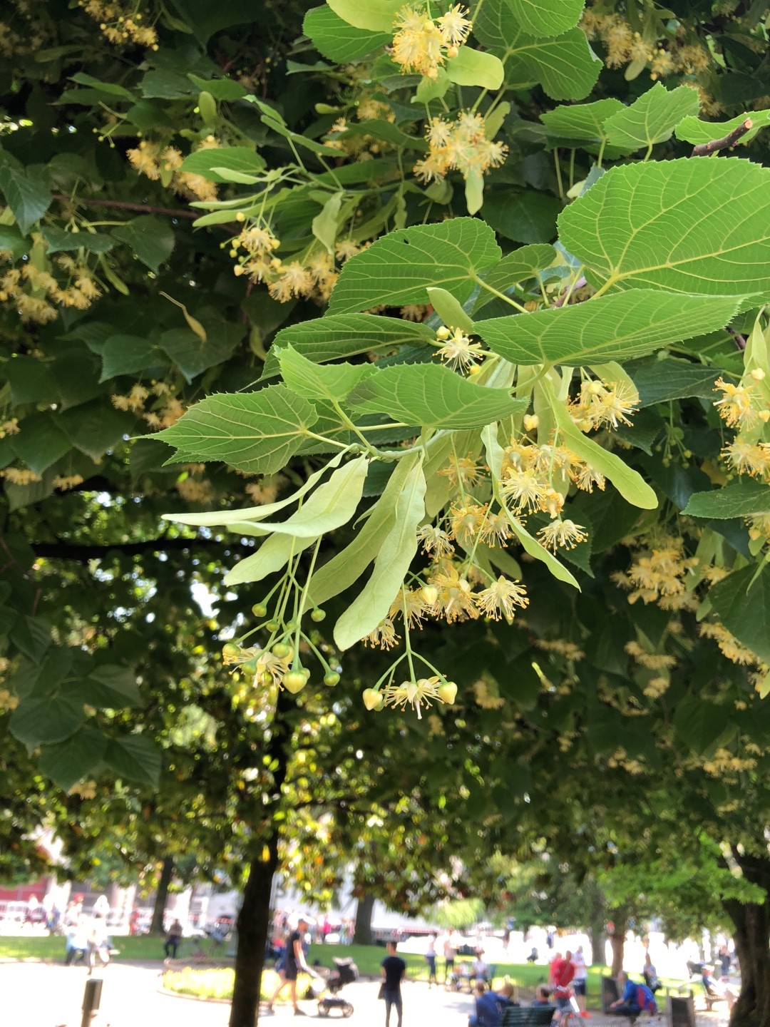🌳 ¡Sorprendentes casos prácticos sobre la propagación del tilo! 🌱