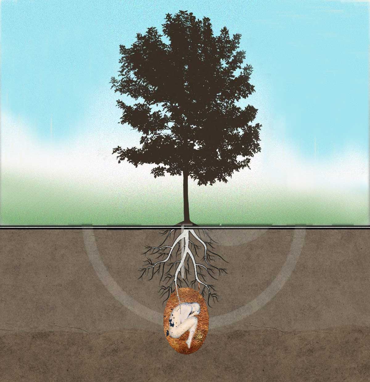 🌳 ¡Descubre Adaptaciones de Árboles Muertos que Pueden Resucitar! 🌱🌿