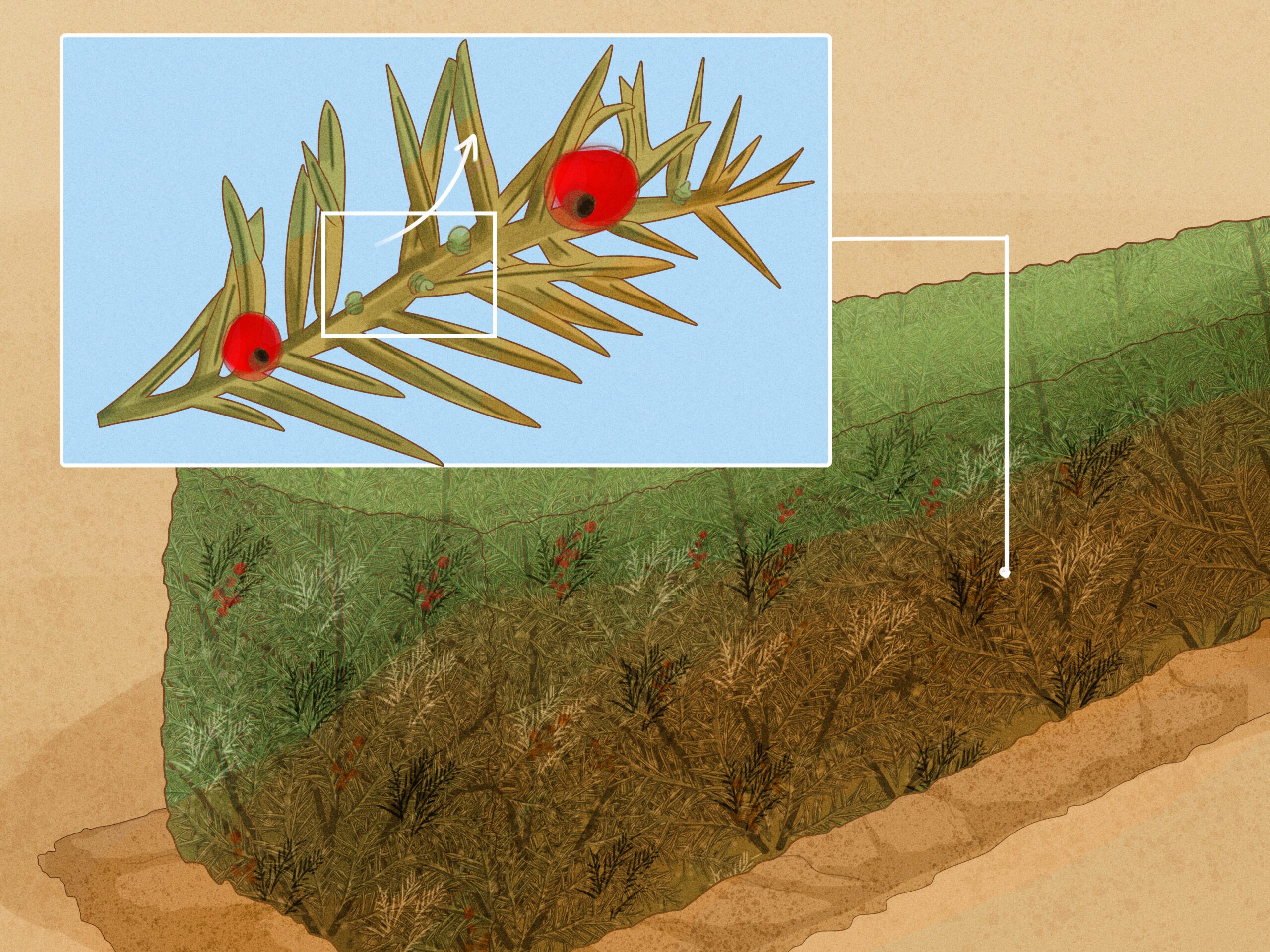 🌳 ¡Descubre Cómo Adaptar el Tejo a Cualquier Suelo y Aumentar su ...