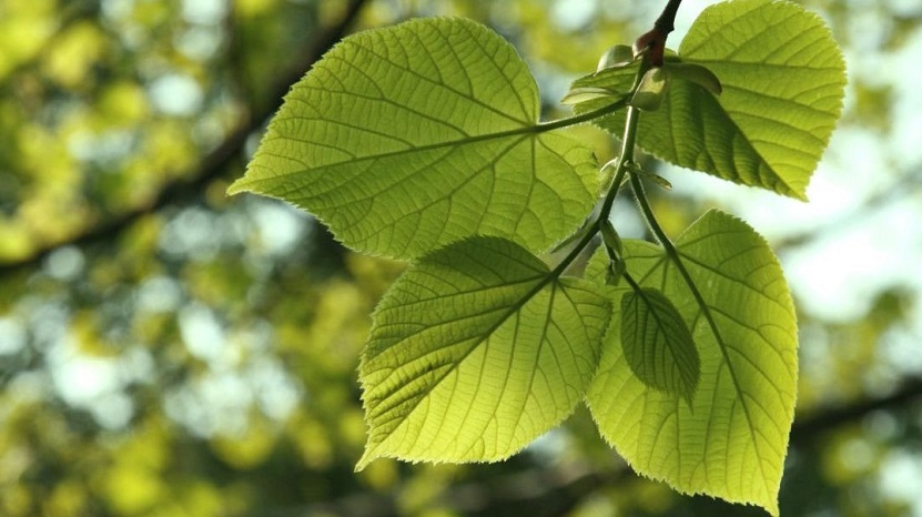 🌳 ¡Descubre cómo el tilo mejora la calidad del aire! 🍃💨