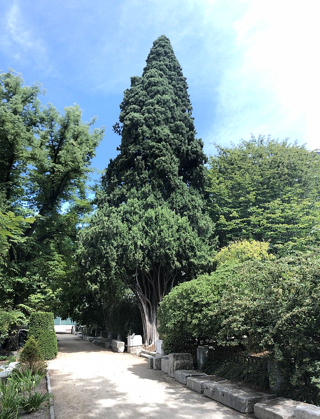 🌳 ¡Descubre el Ciprés: El Secreto Mejor Guardado de Jardines Históricos! 🌿💖