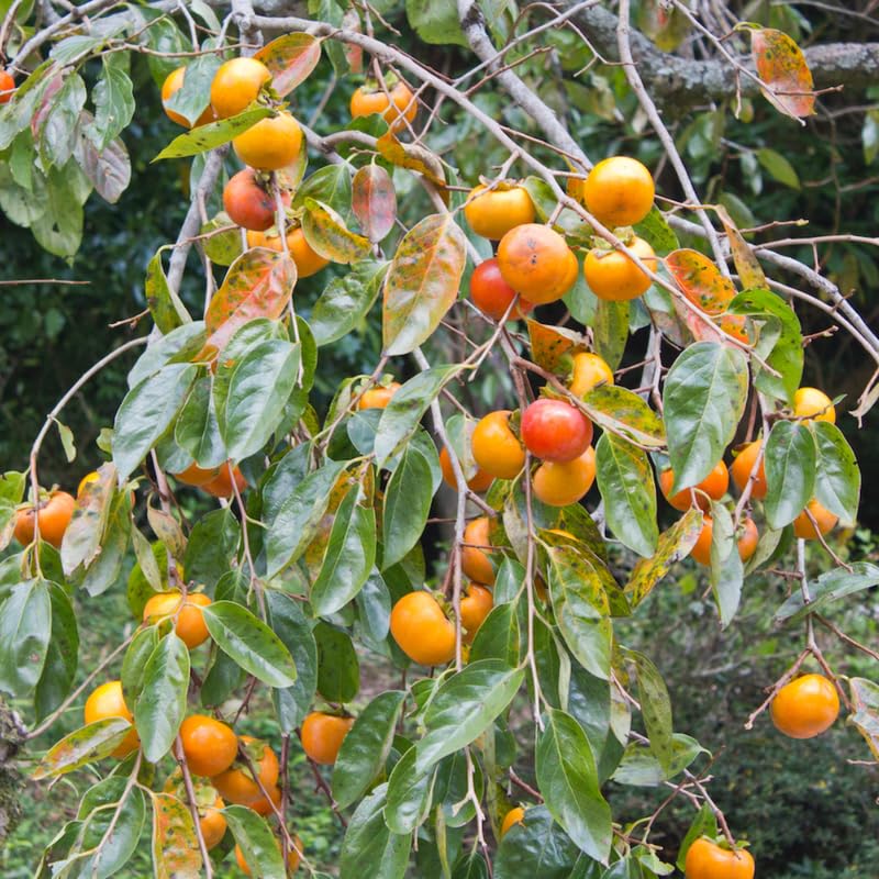 🌳 ¡Descubre el Clima Ideal para el Árbol de Caqui Fuyu! 🍑☀️