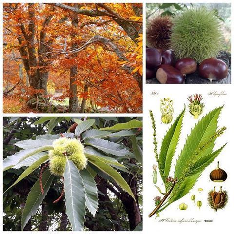 🌳 ¡Descubre el Poder de los Castaños en Nuestros Ecosistemas! 🍂💚