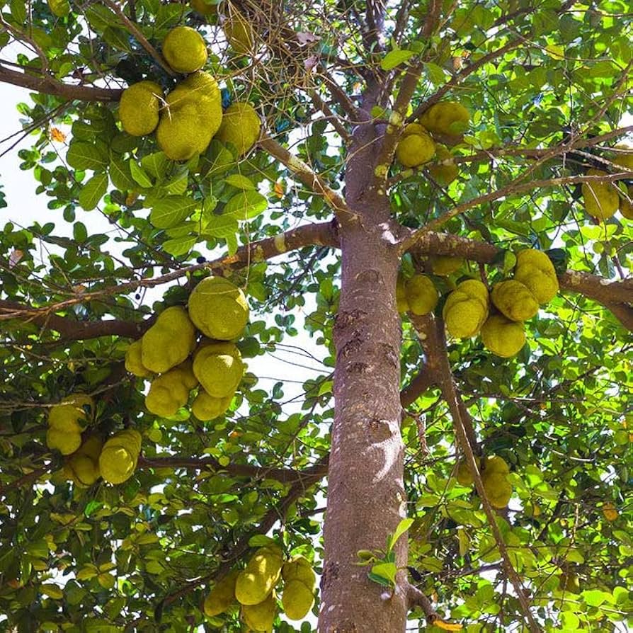 🌳 ¡Descubre la Colocación Ideal del Árbol de Yaca en Tu Jardín! 🌿🍈