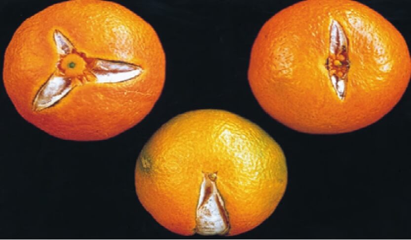 🌳 ¡Descubre las Causas Ocultas de la Falta de Fruto en Mandarinas! 🍊🔍