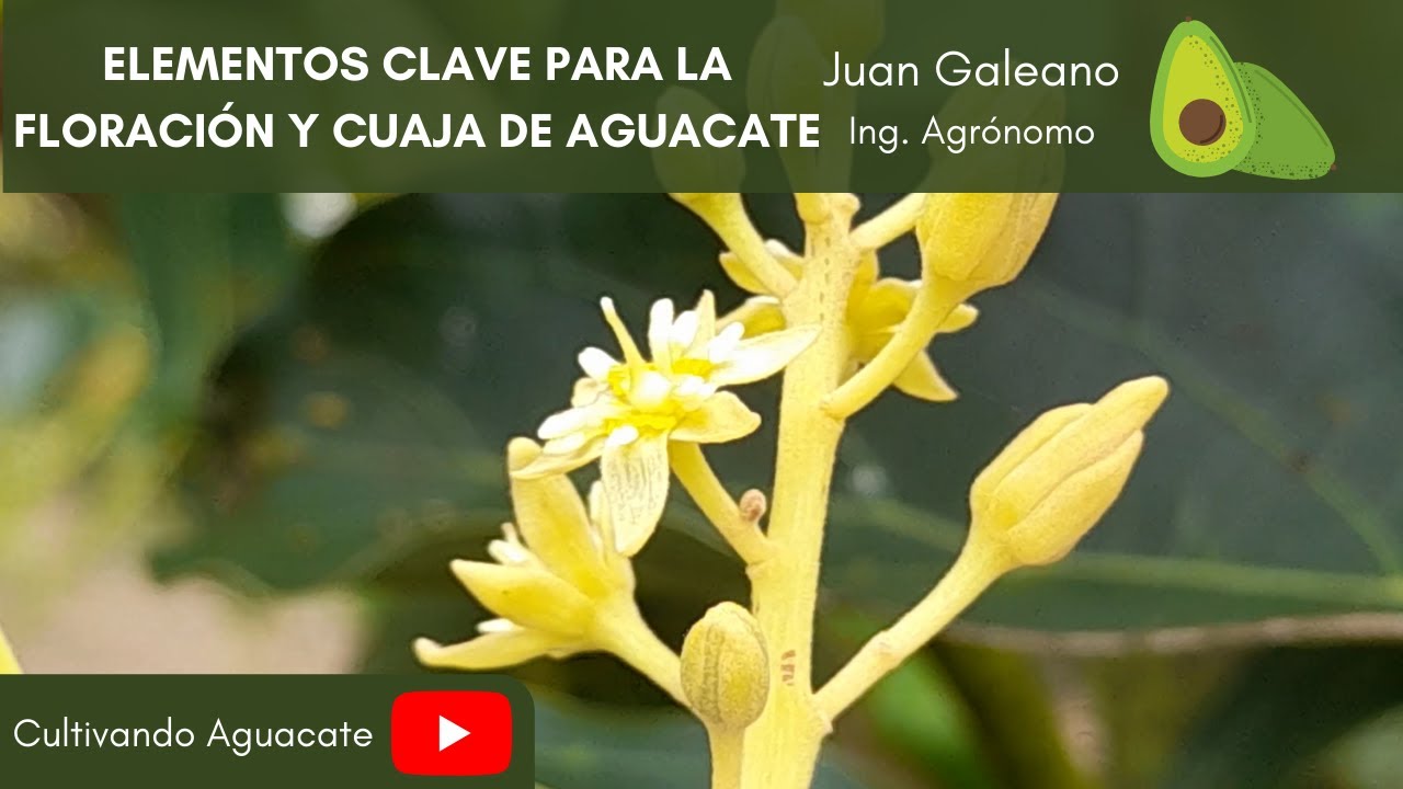 🌳 ¡Descubre las Claves para un Árvore de Aguacate en Flor Perfecto! 🍏🌸